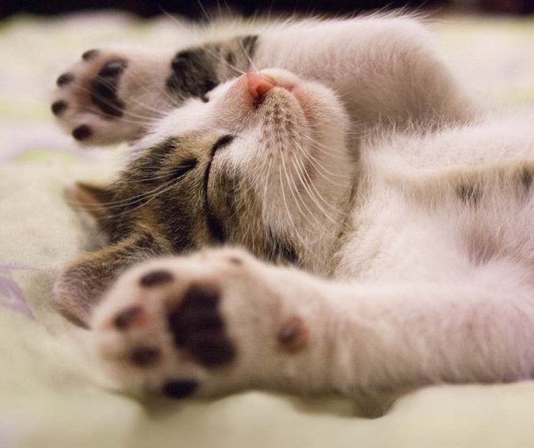 236 Beautiful Names That Mean Cat (Feline-Inspired Names)